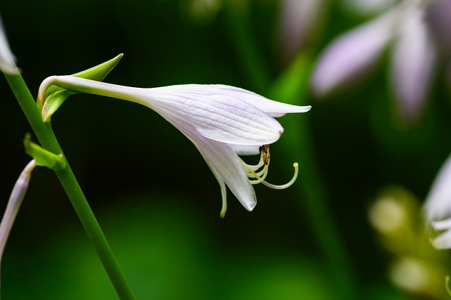 Hosta Flower Plant Flowers - Free photo on Pixabay