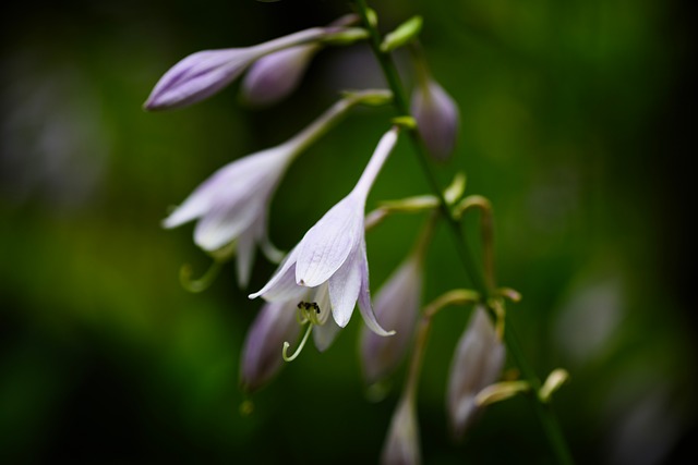 Hosta Flower Plant Flowers - Free photo on Pixabay