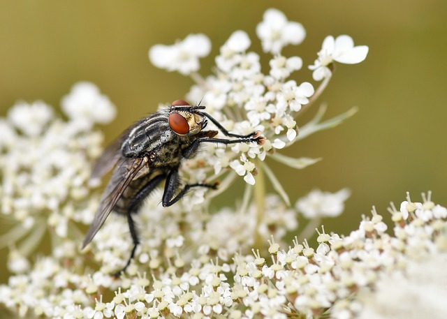 Fly Insect Nature - Free photo on Pixabay