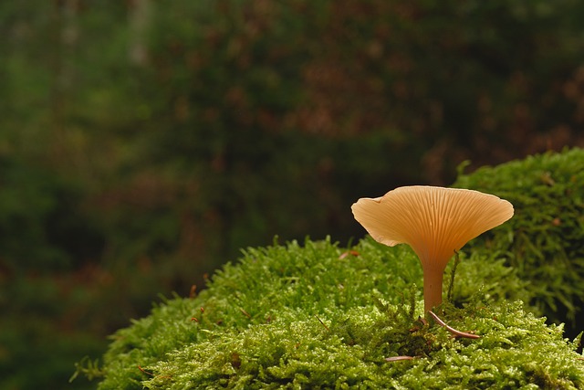 Mushroom Disc Fungus Moss - Free photo on Pixabay