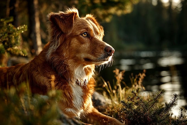 Dog Nature Landscape - Free photo on Pixabay