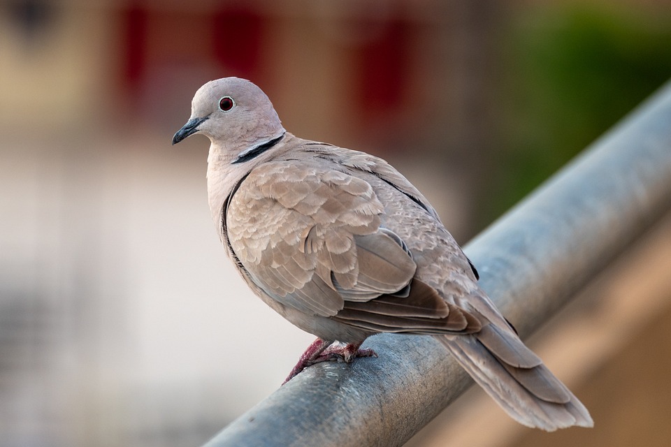 Dove Bird Balcony Morning - Free photo on Pixabay