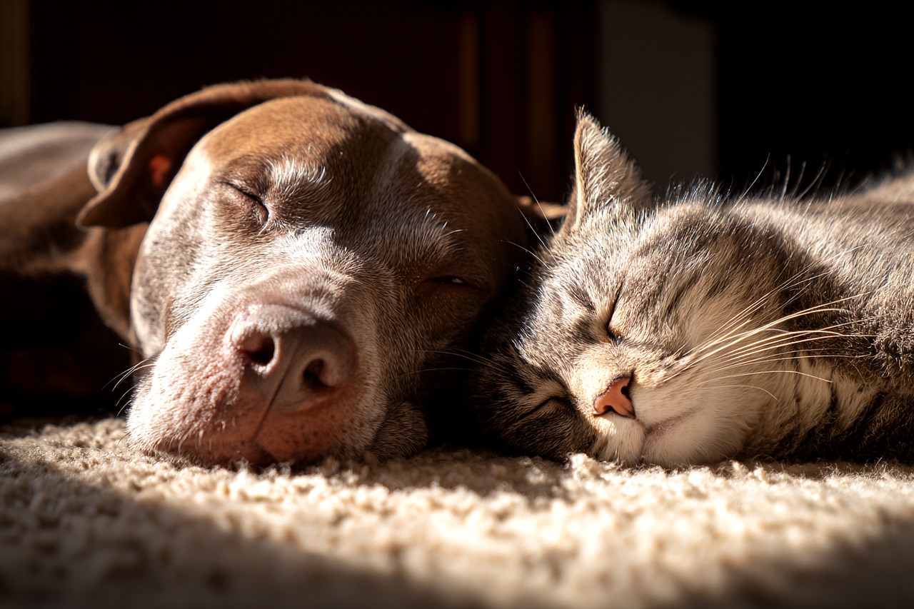 Dog Cat Feline - Free photo on Pixabay