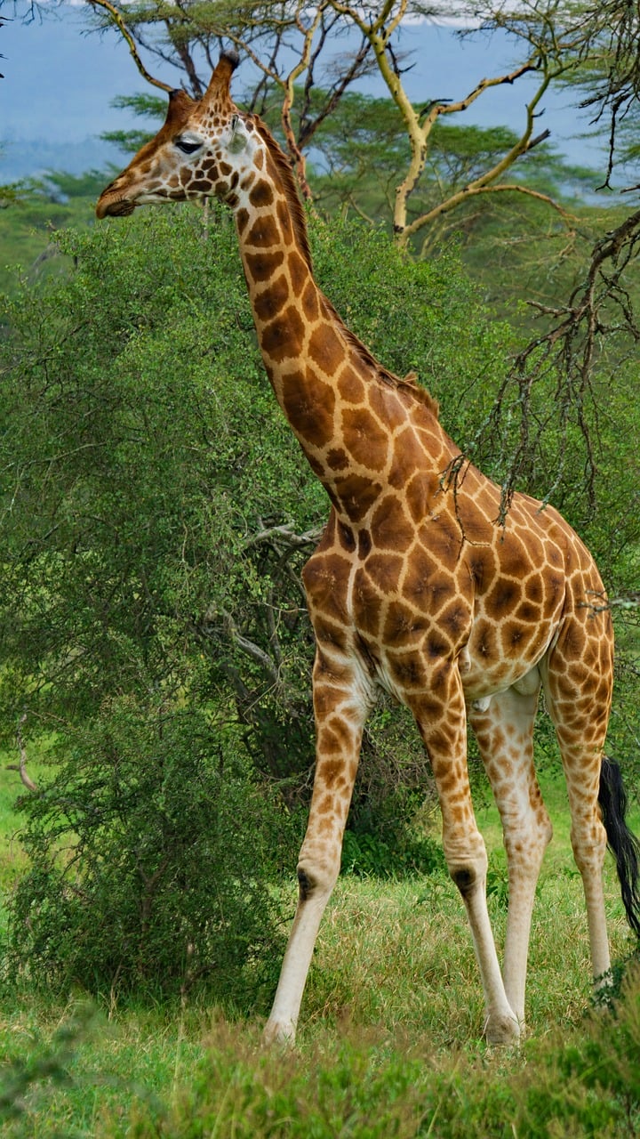 Giraffe Africa Wildlife - Free photo on Pixabay