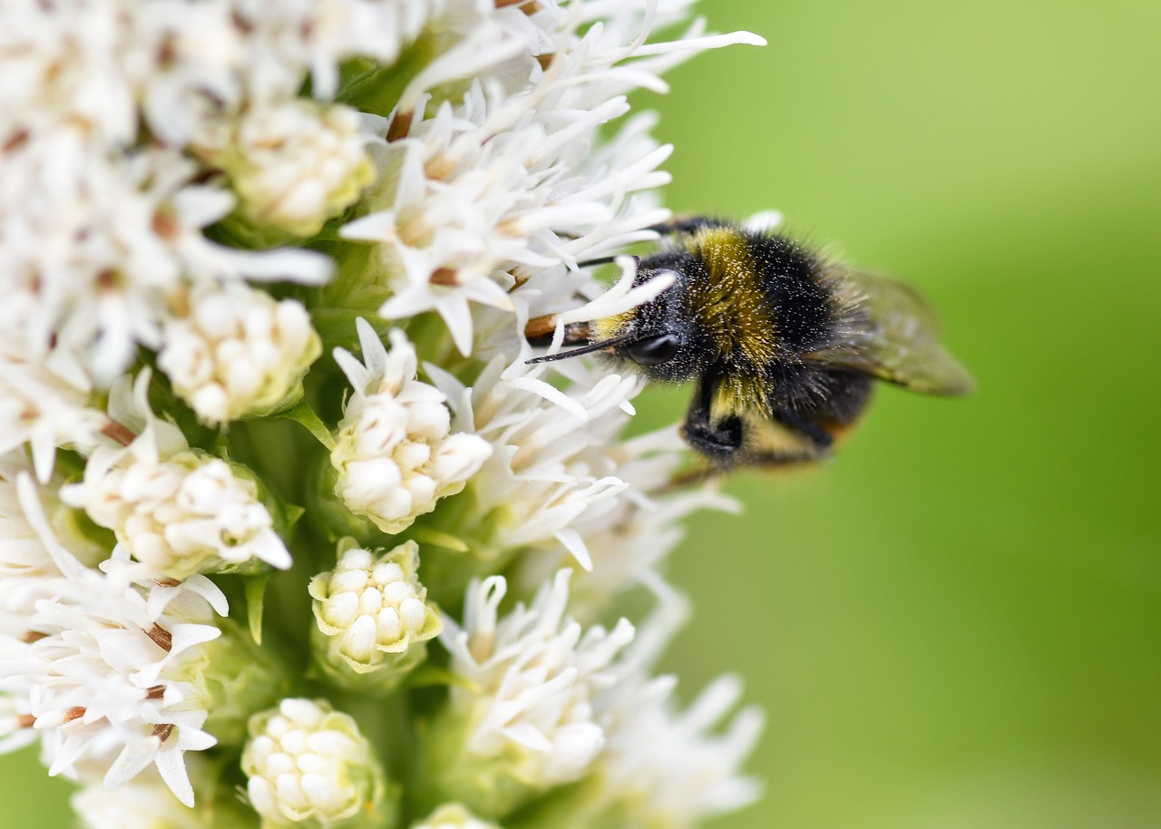 Bourdon Insecte Pollinisation - Photo gratuite sur Pixabay