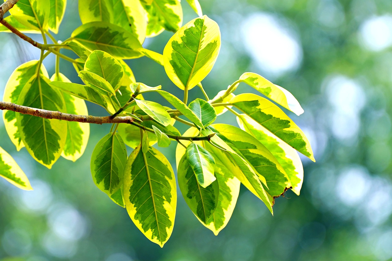 Yellowish Green Leaves Tree Plant - Free photo on Pixabay