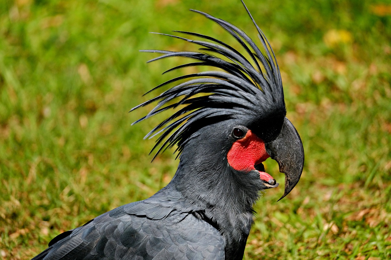 500+ Free Cockatoo & Nature Images - Pixabay