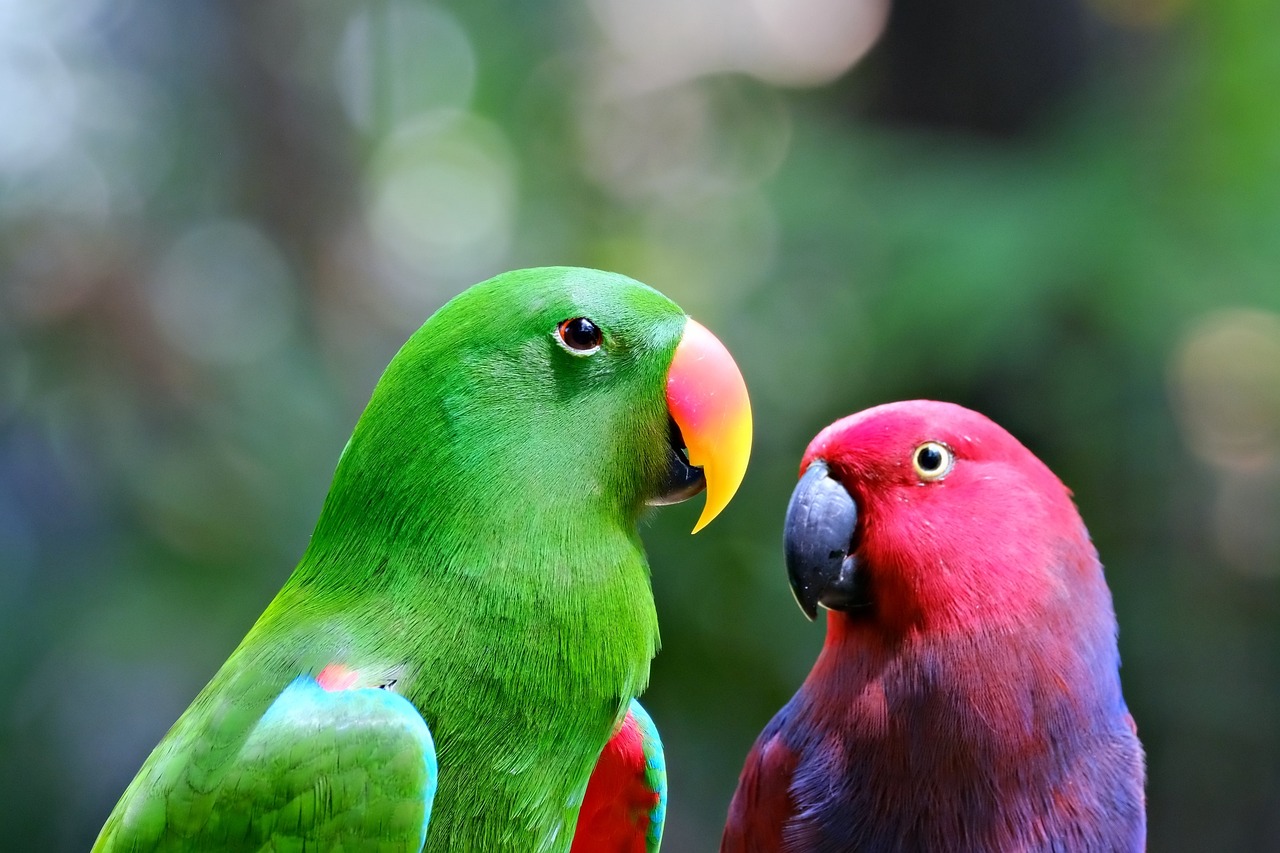 Parrot Bird Animal - Free photo on Pixabay