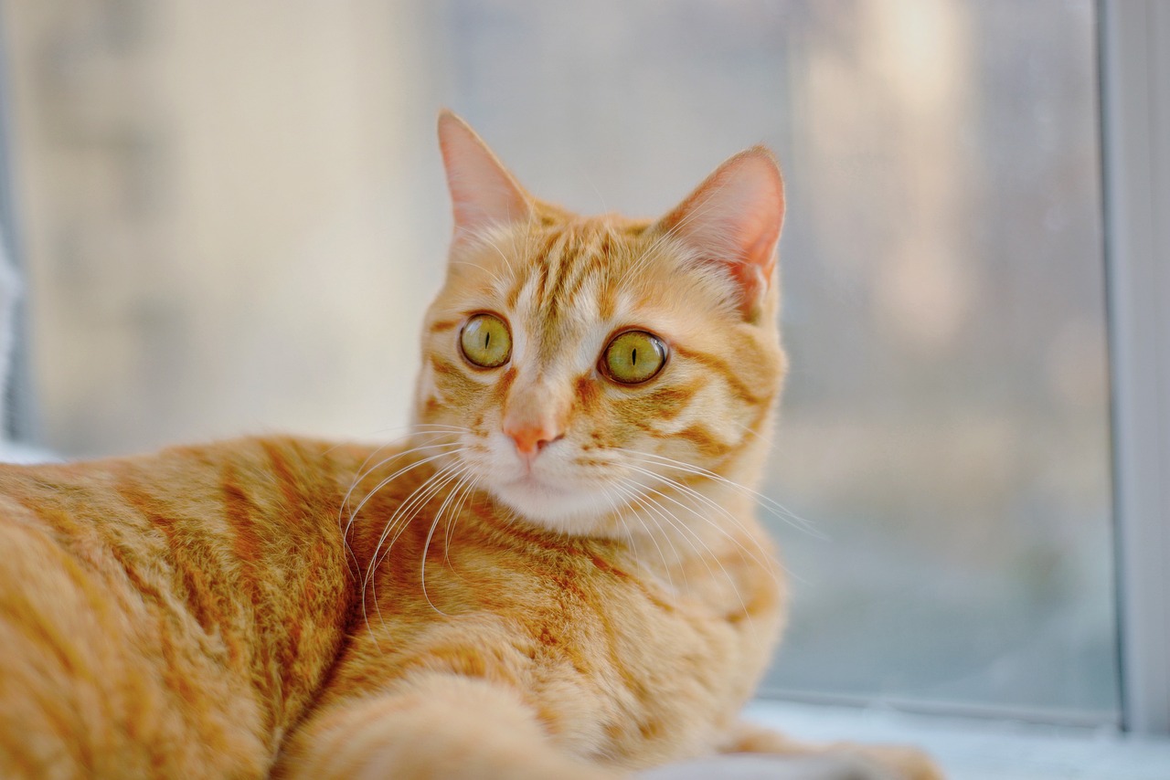 Cat Pets Animal - Free photo on Pixabay