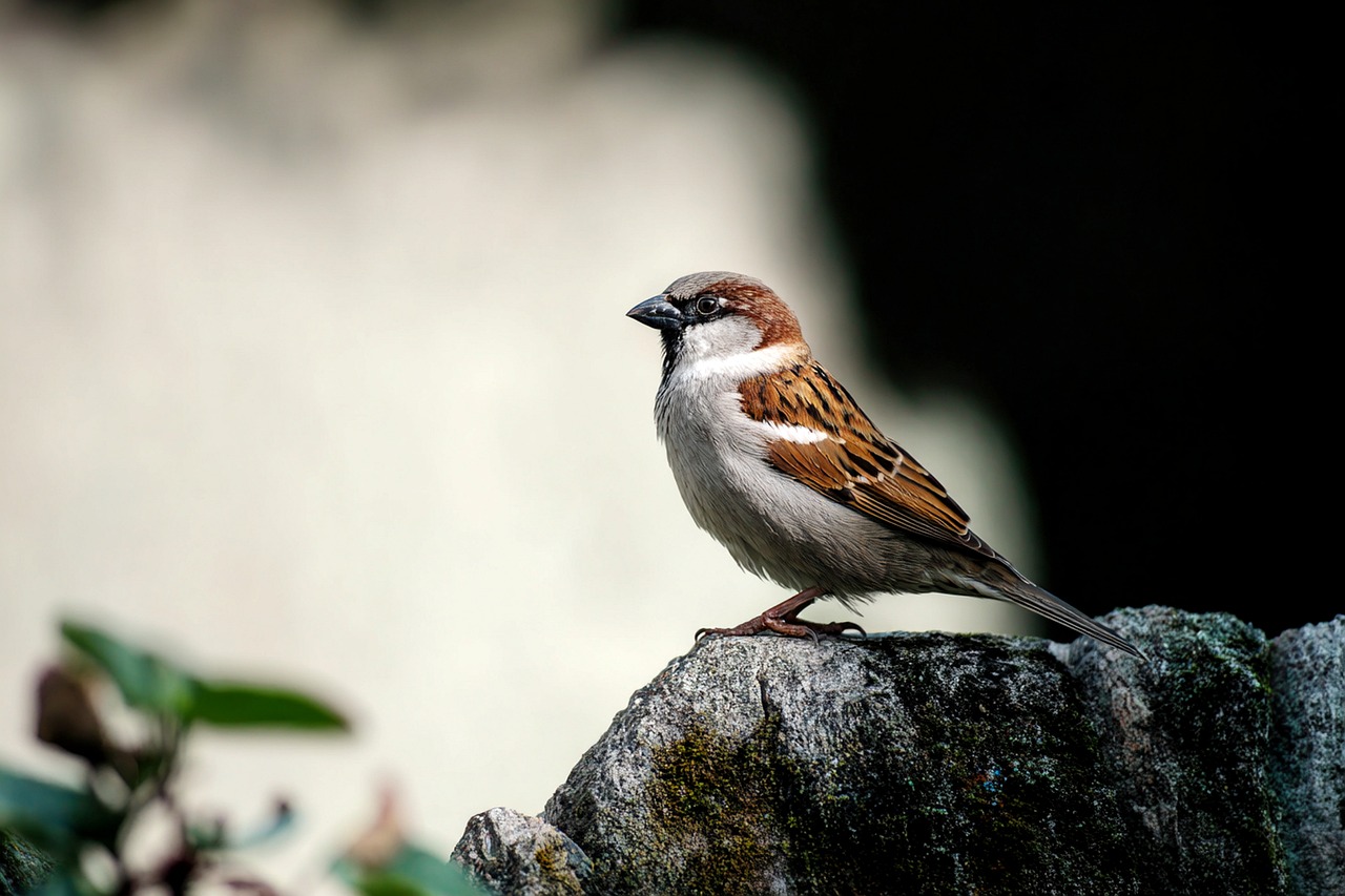 Sparrow Bird Nature - Free photo on Pixabay