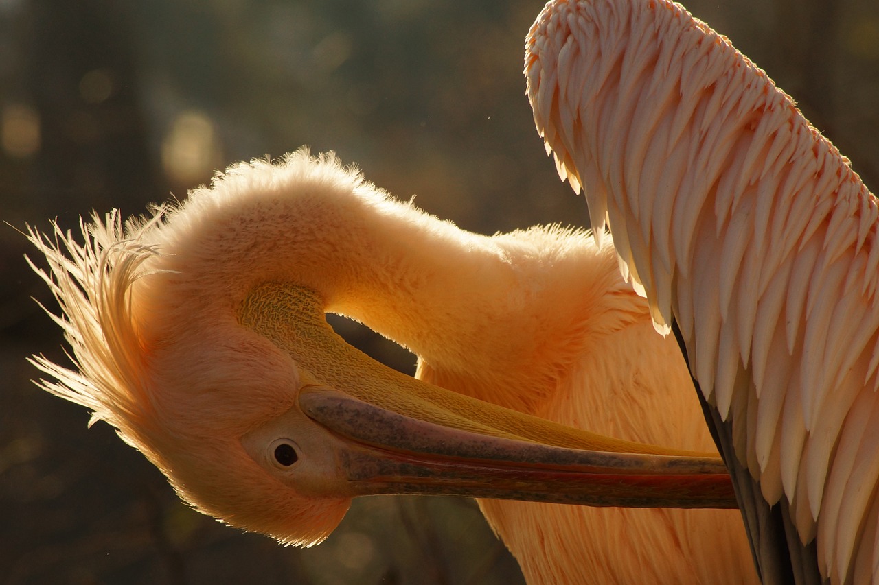 Pelican Bird Nature - Free photo on Pixabay