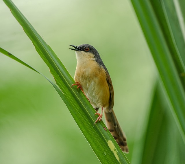 Prinia Bird Wildlife - Free photo on Pixabay
