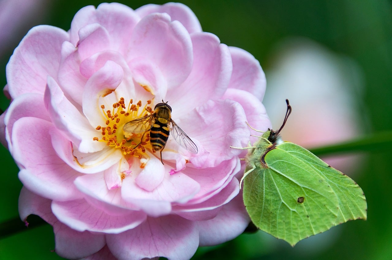 Rose Blossom Nature Insects - Free photo on Pixabay