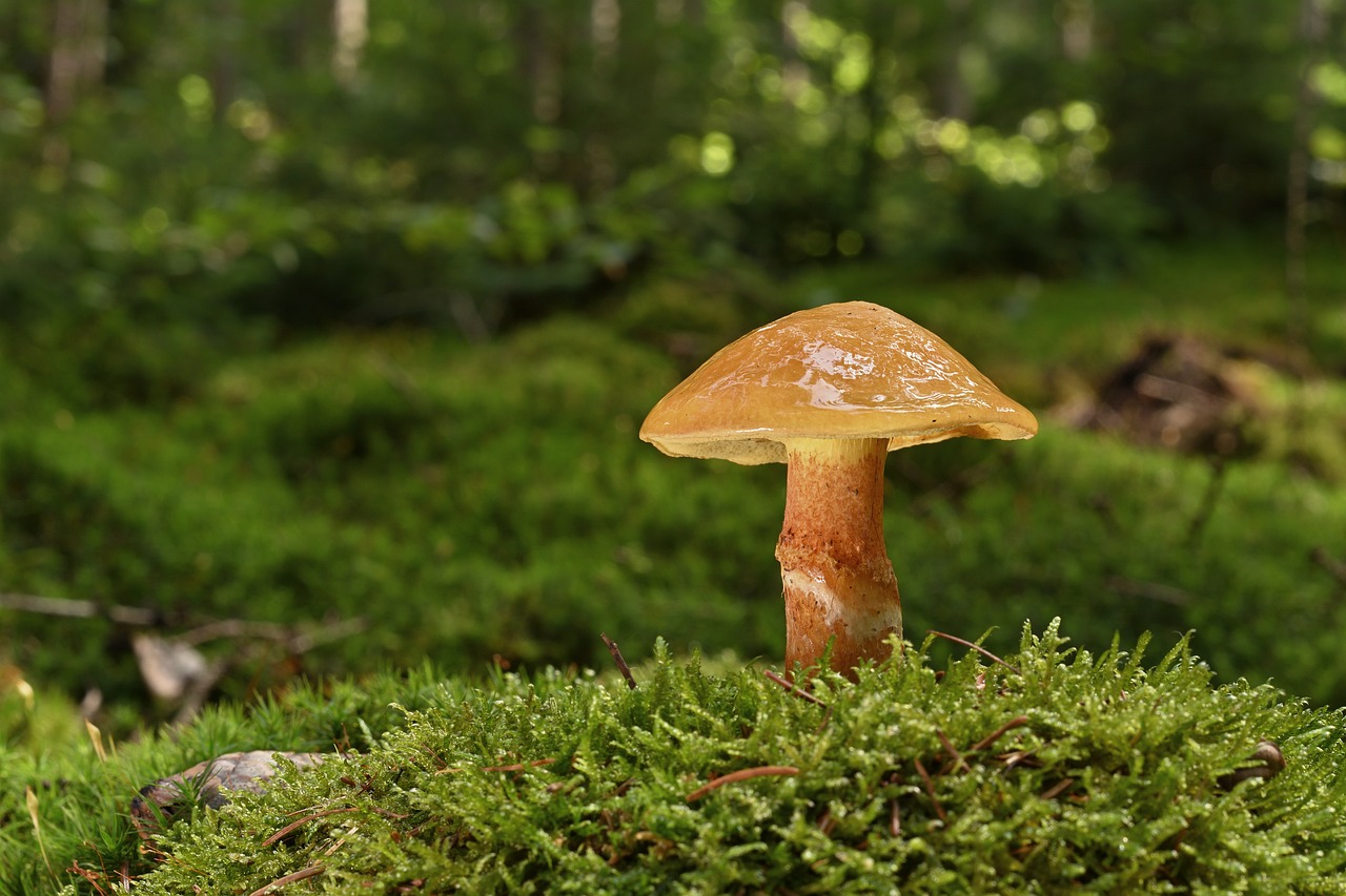 Champignon La Nature Sol De - Photo gratuite sur Pixabay