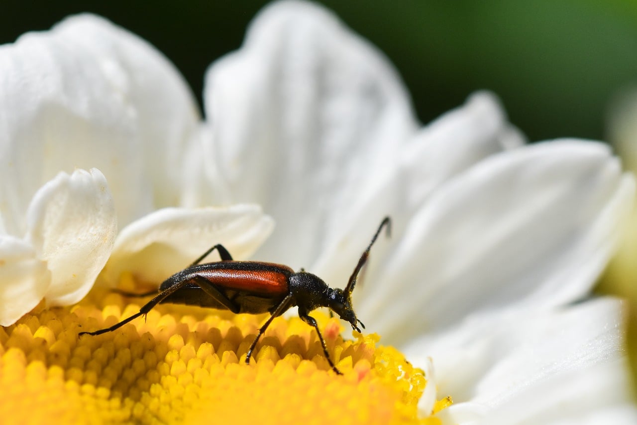 Longhorn Beetle Insect - Free photo on Pixabay