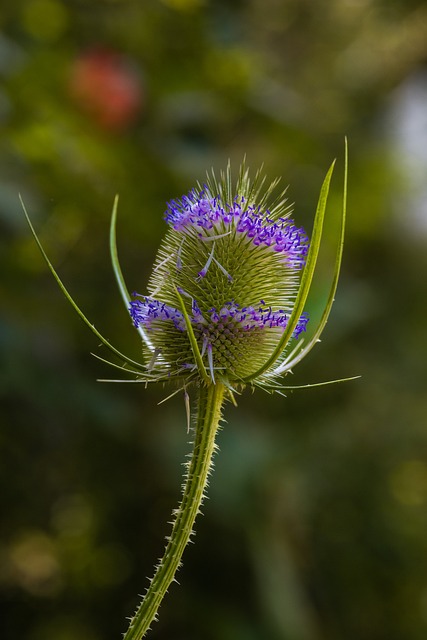 Fleur Chardon La Nature - Photo gratuite sur Pixabay