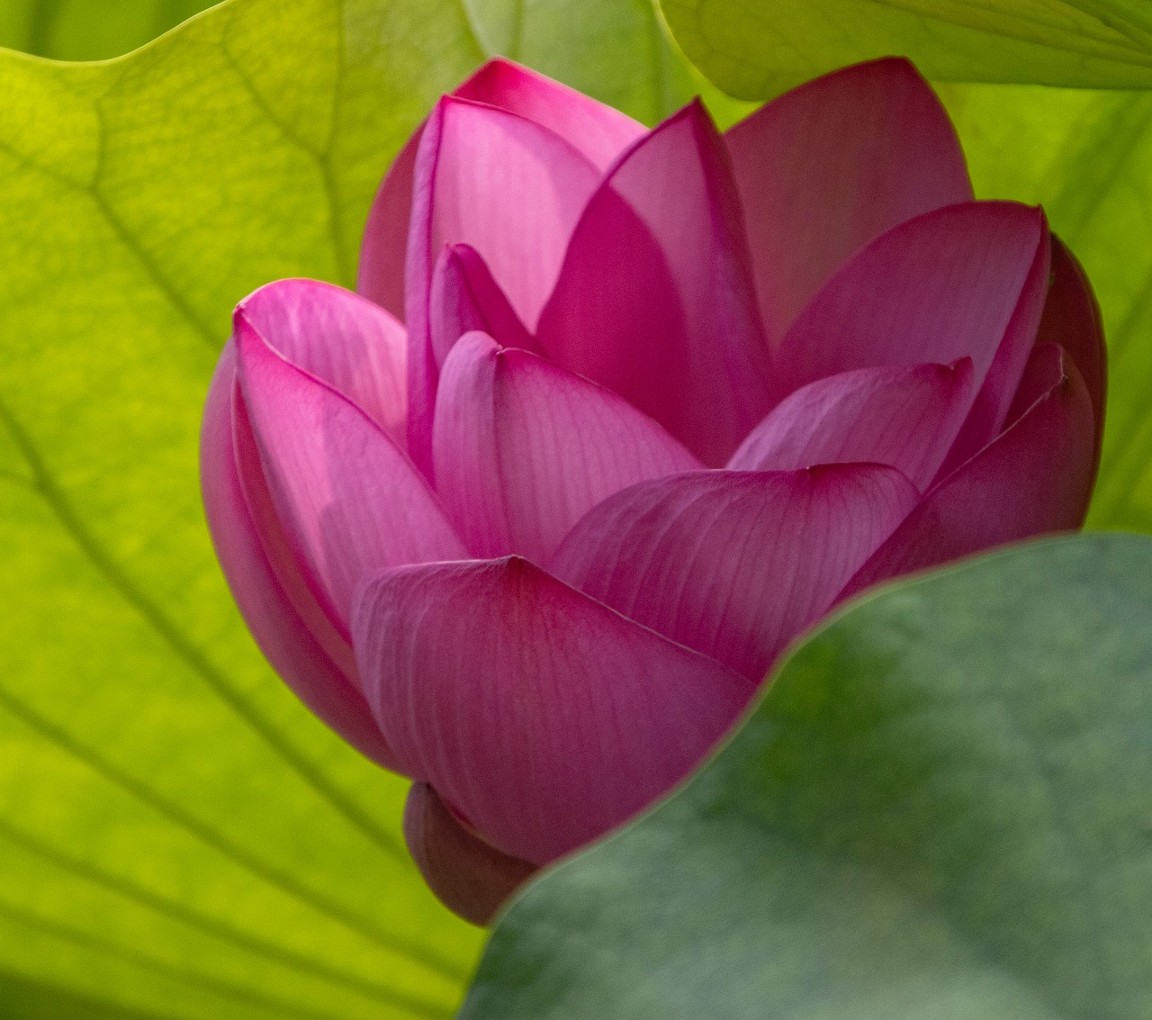 Lotus Flower Plant - Free photo on Pixabay