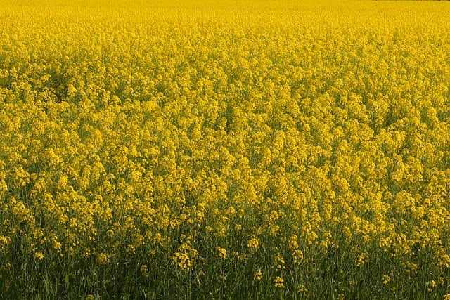 Nature Scenery Yellow - Free photo on Pixabay