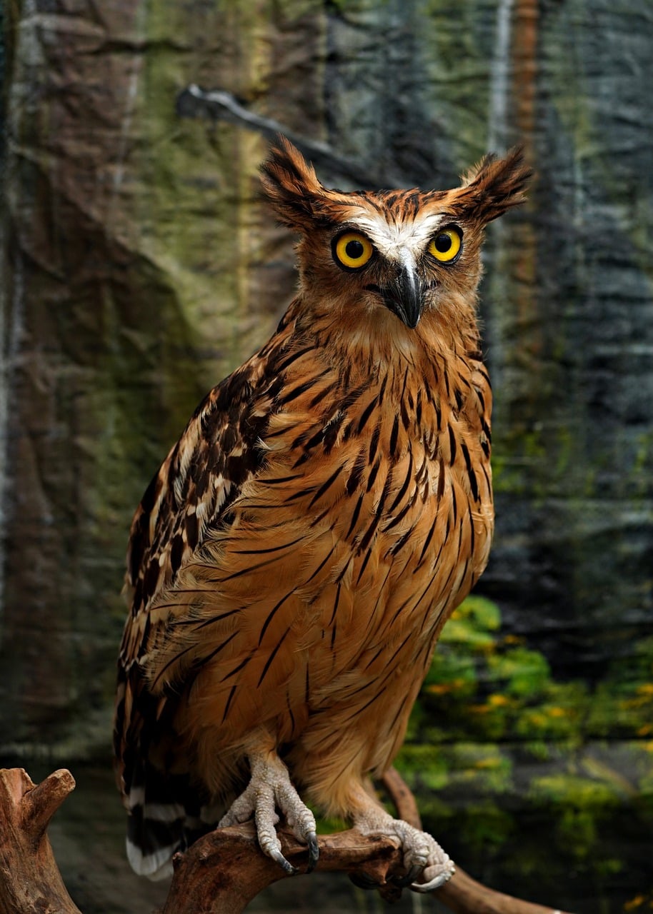 Bird Owl Wildlife - Free photo on Pixabay