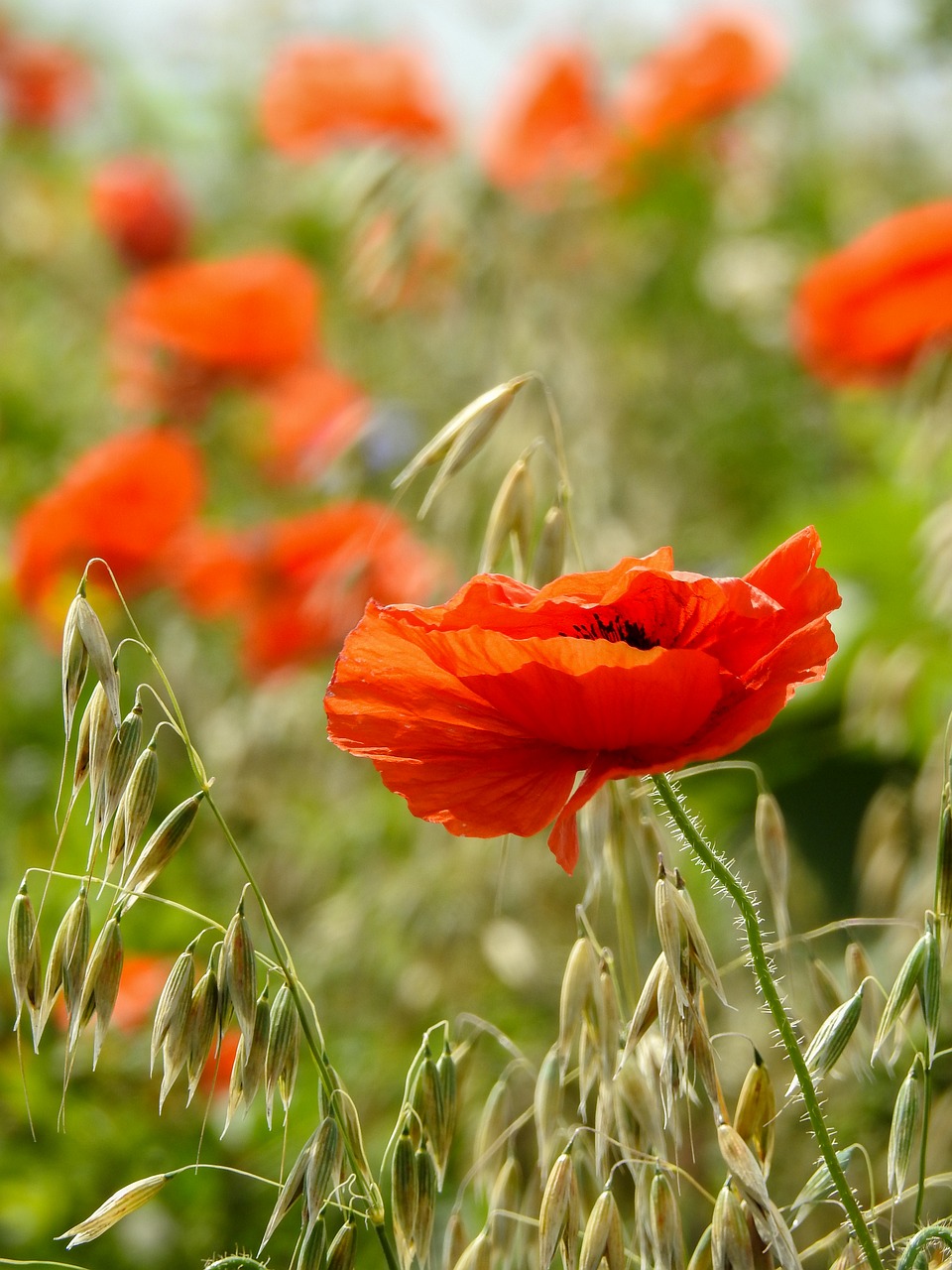 Poppy Nature Flower - Free photo on Pixabay