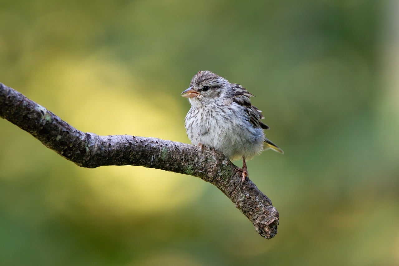Sparrow Puffed Feathers - Free photo on Pixabay