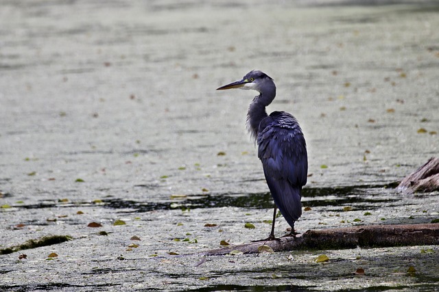 Heron Grey Water Bird - Free photo on Pixabay