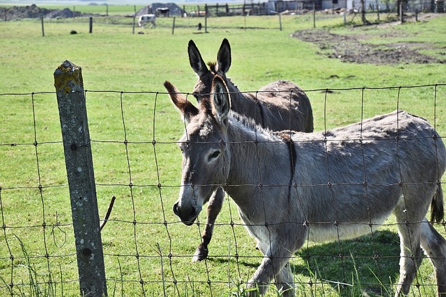 Donkey Animal Donkeys - Free photo on Pixabay