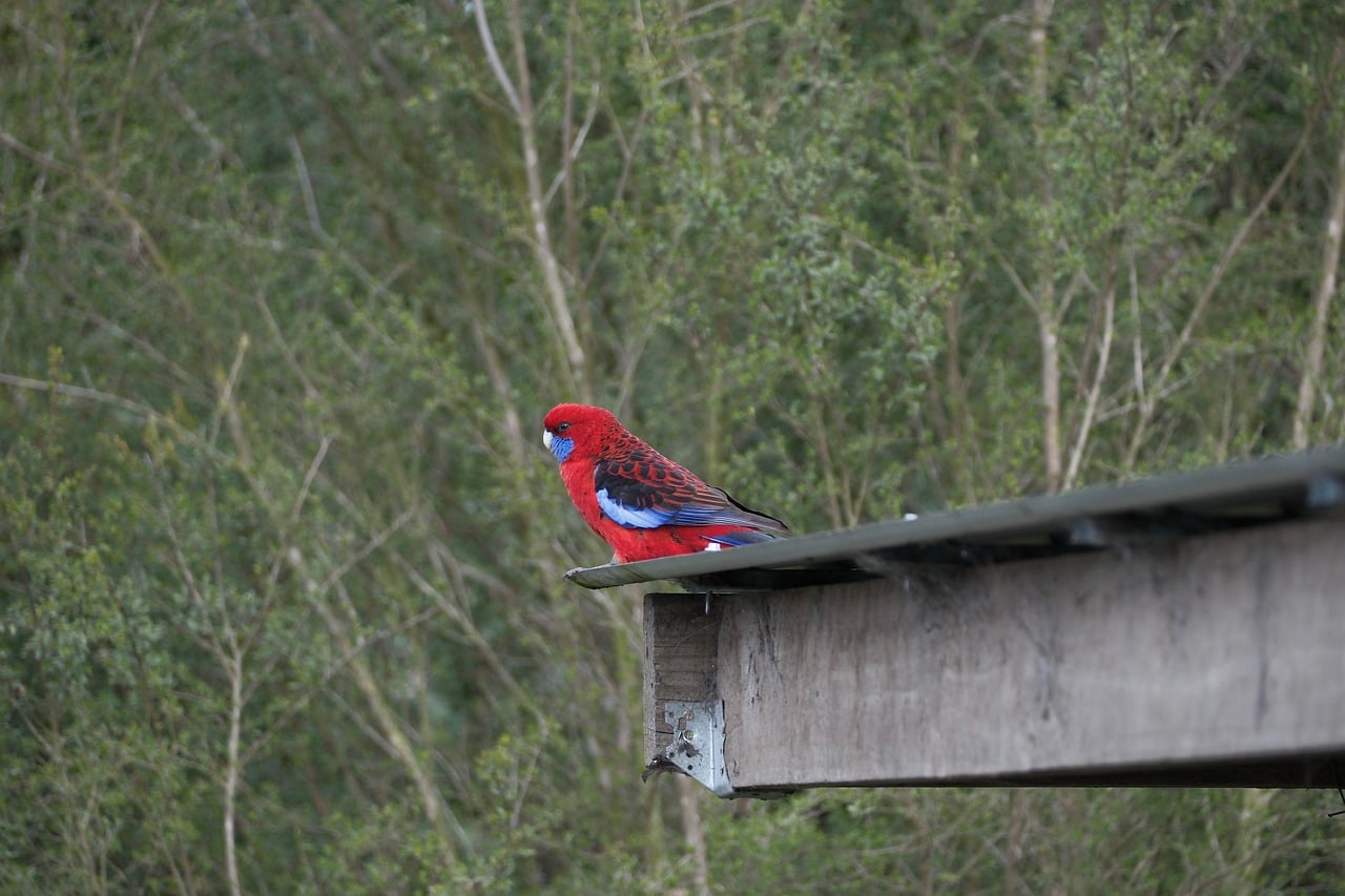 Crimson Rosella Parrot - Free photo on Pixabay