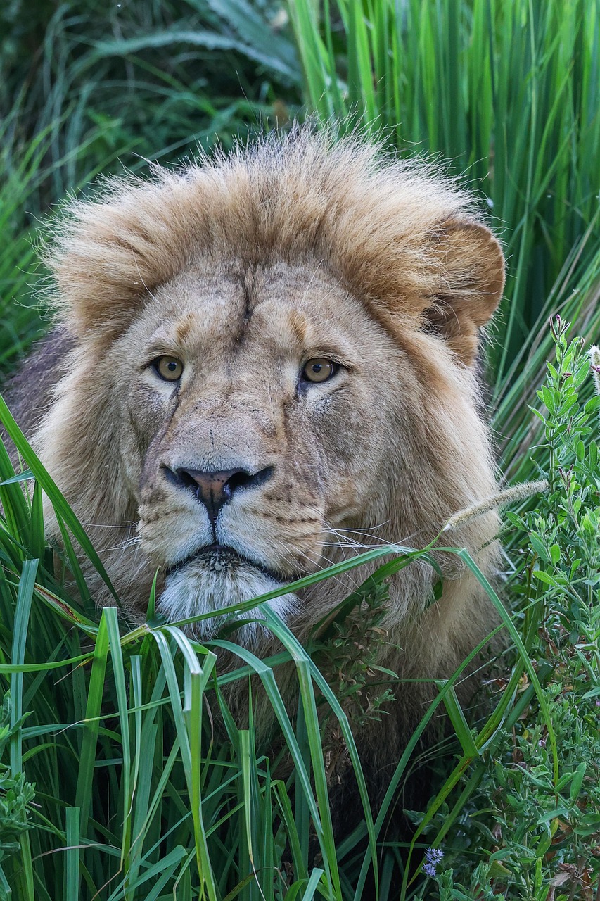 Leão Natureza Animal - Foto gratuita no Pixabay