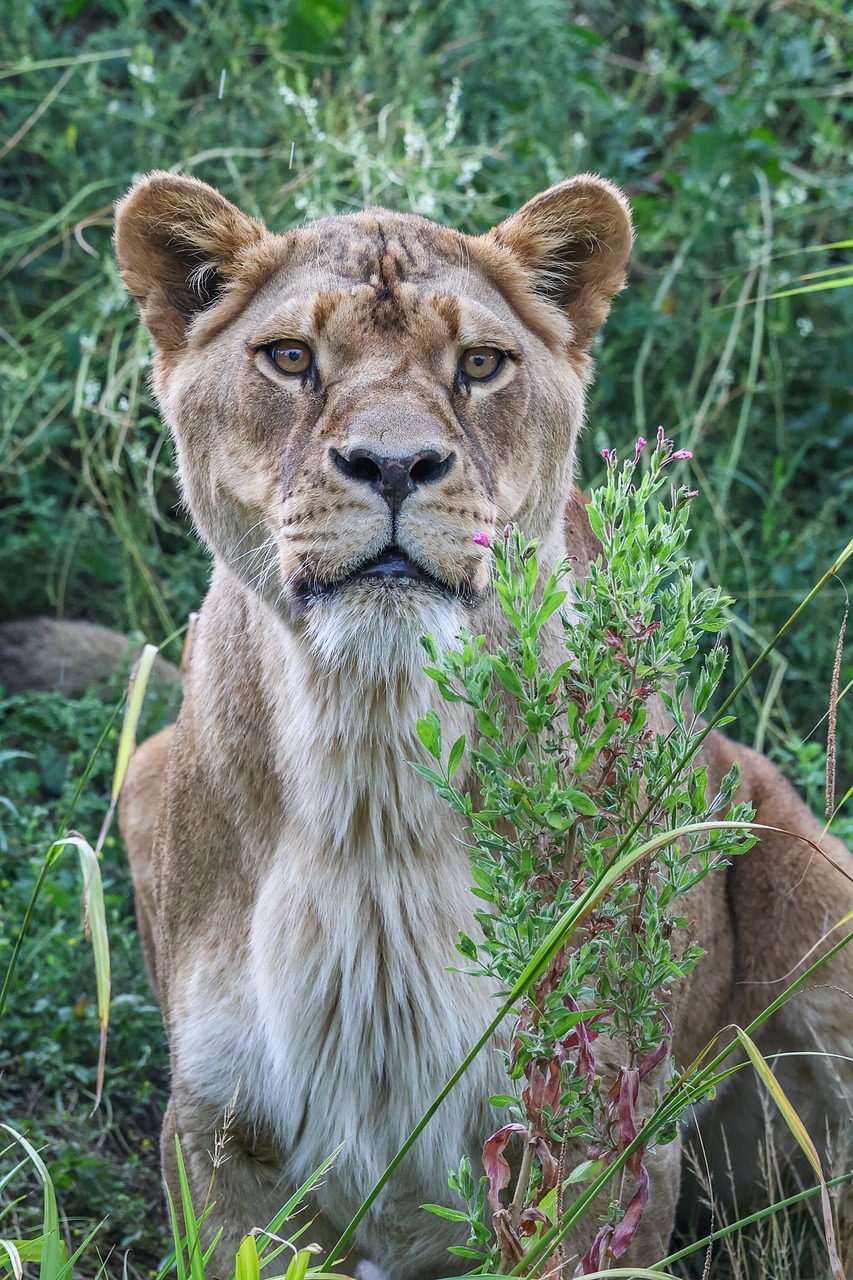Lion Natur Tier - Kostenloses Foto auf Pixabay