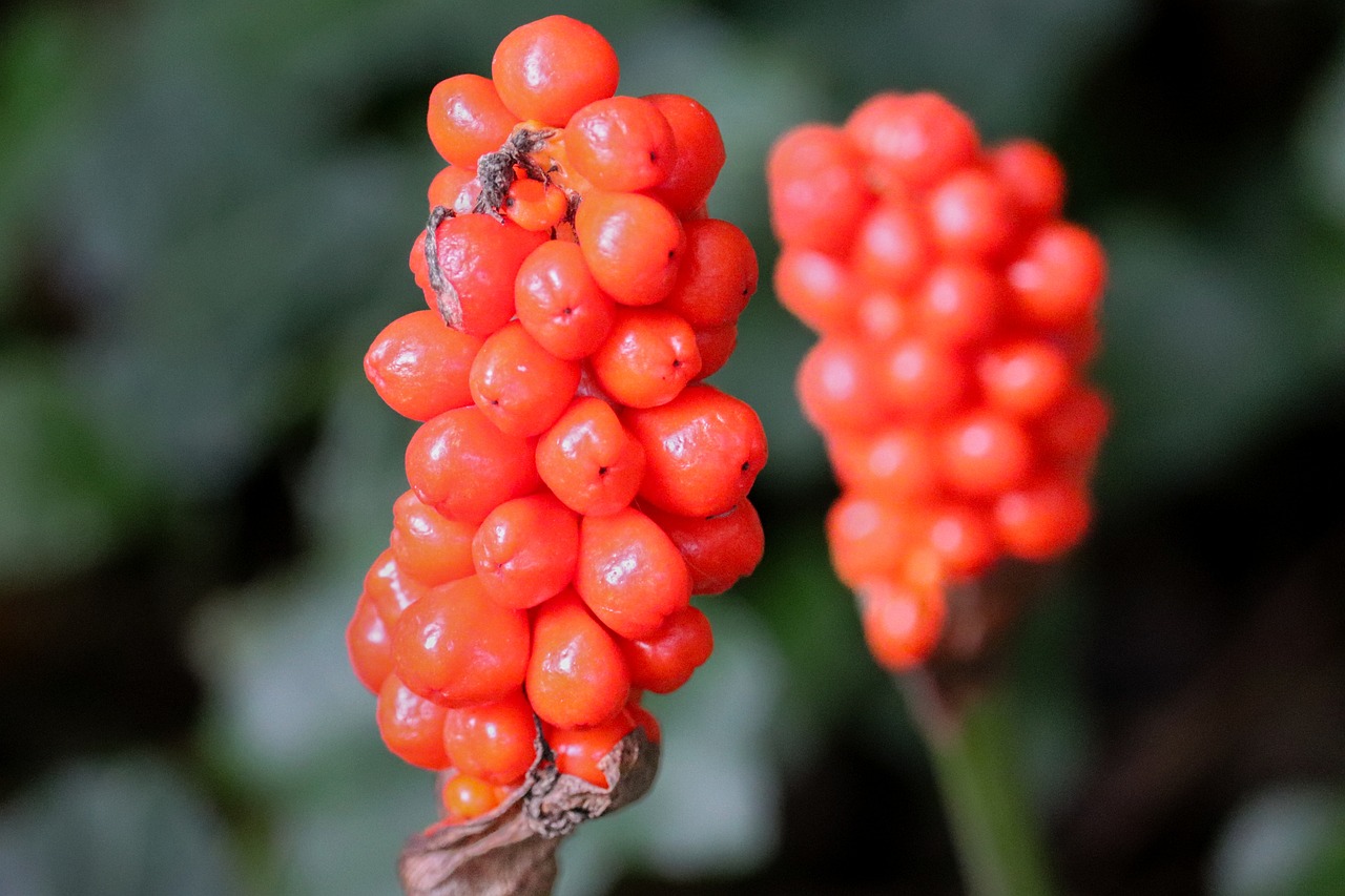 Arum Poisonous Plant - Free photo on Pixabay