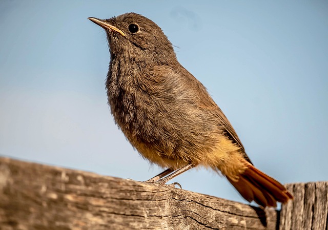 Rusty-Tailed Bird Singing - Free photo on Pixabay