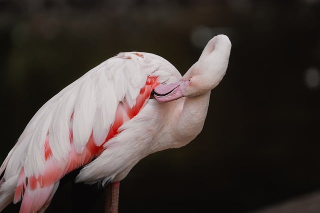 Flamingo Grooming Animal Care - Free photo on Pixabay