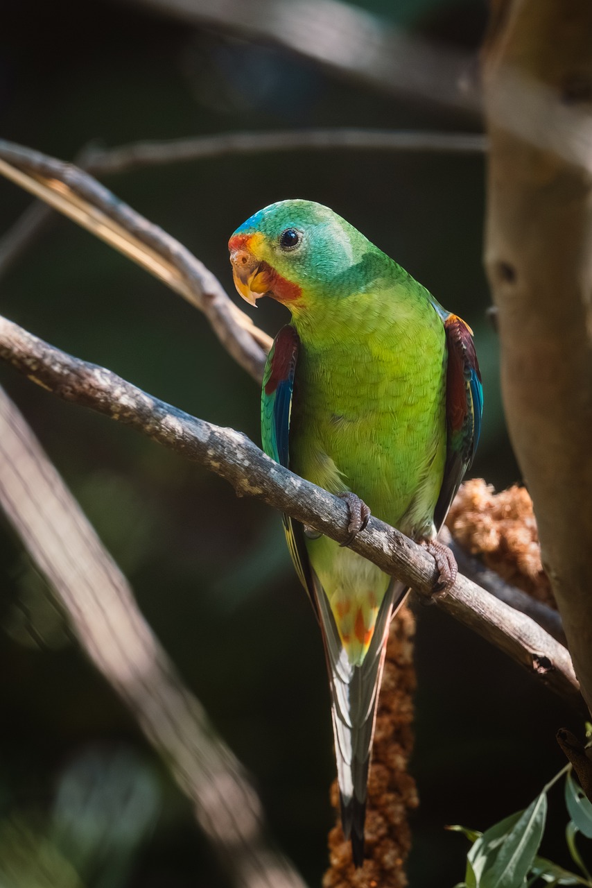 Budgerigar Parakeet Colorful Bird - Free photo on Pixabay