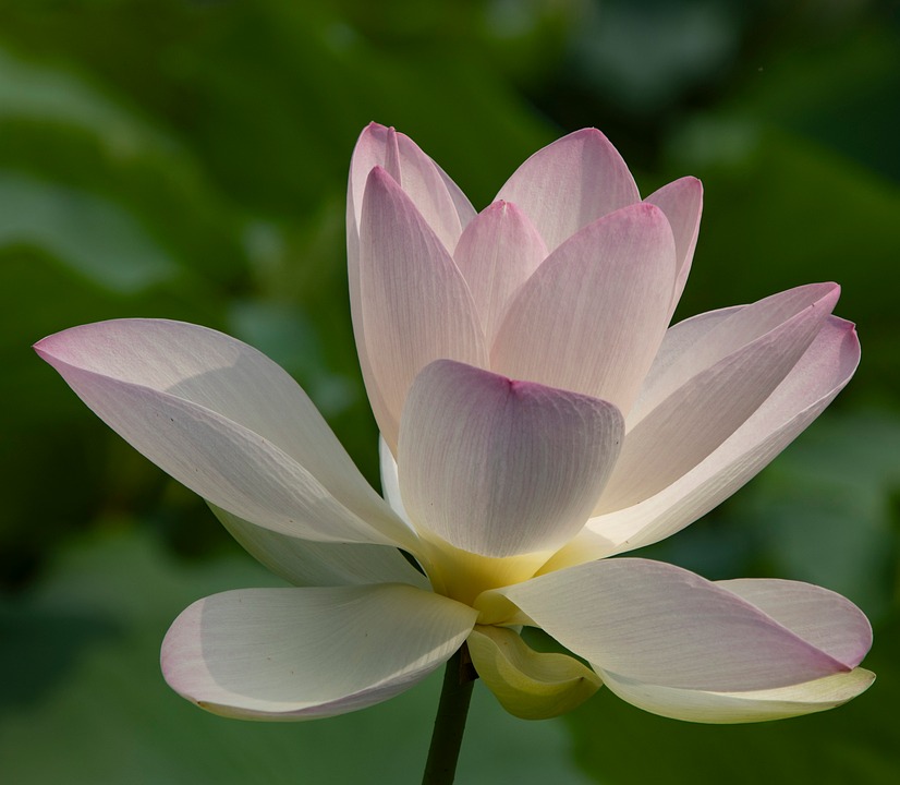 Lotus Flower Pond - Free photo on Pixabay