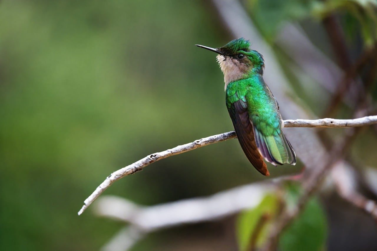 Hummingbird Nature Animal - Free photo on Pixabay