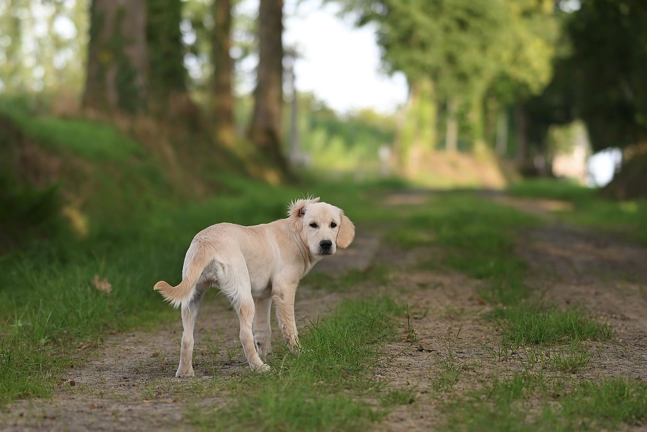 Golden Retriever Amber Dog - Free photo on Pixabay