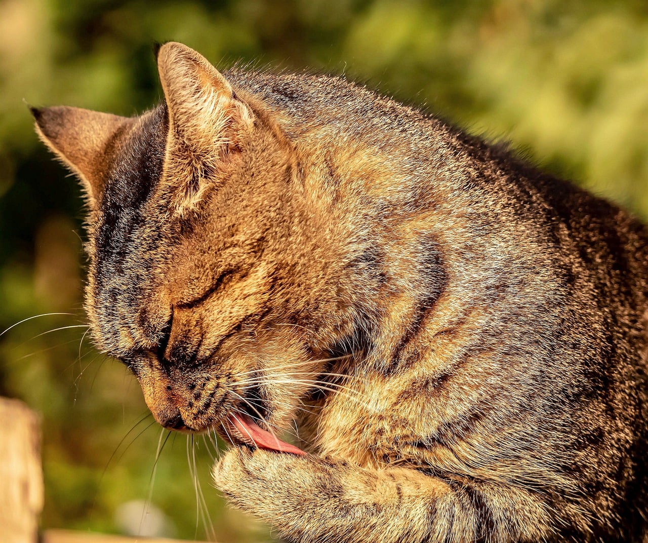 Kitten Tabby Cat - Free photo on Pixabay