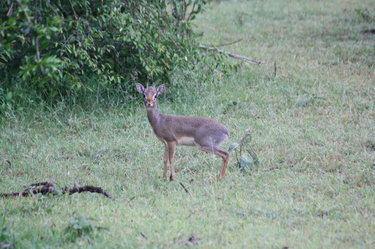 Dikdik Antelope Africa - Free photo on Pixabay