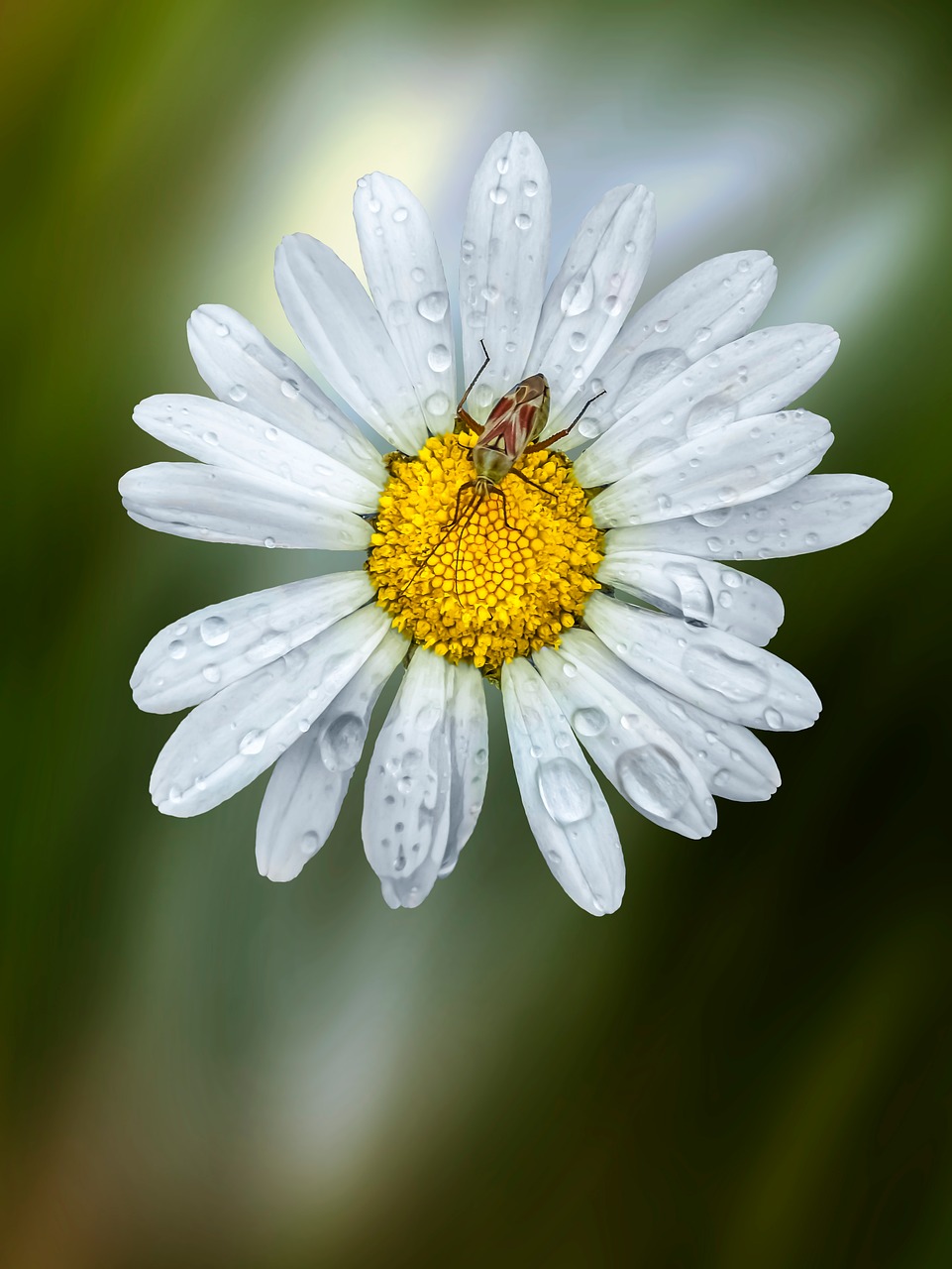 Wild Flower Daisy Insect - Free photo on Pixabay