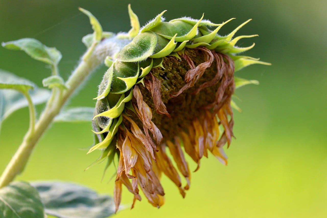 Wither Sunflower Flower Late - Free photo on Pixabay