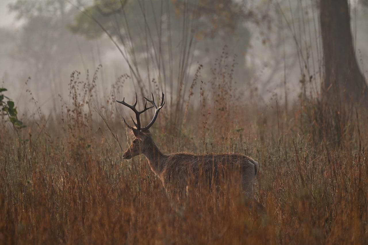 Kanha Tiger Reserve Nature - Free photo on Pixabay