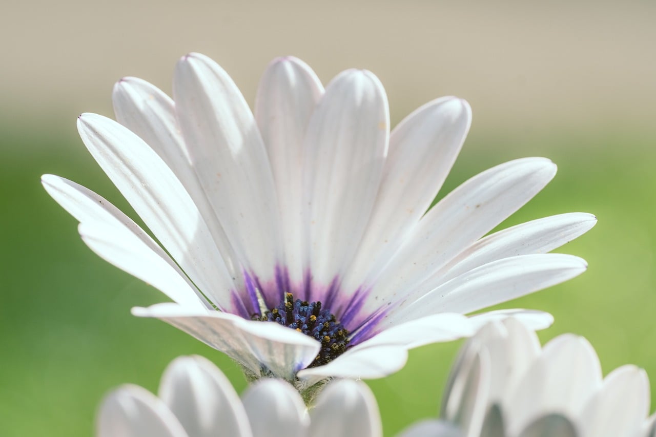 80,000+ Free Summer Flowers & Nature Images - Pixabay