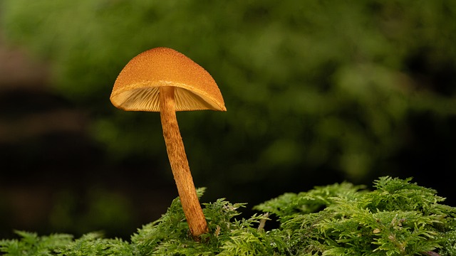 Champignon Champignons Forestiers - Photo gratuite sur Pixabay