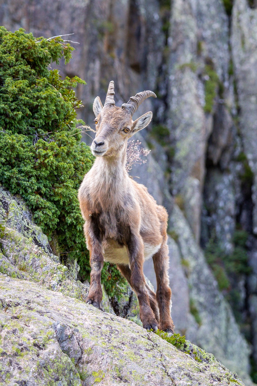 Ibex Nature Fauna - Free photo on Pixabay