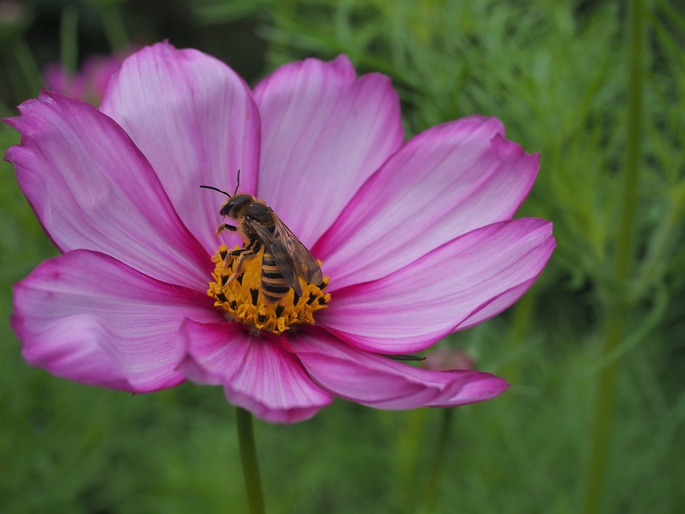 Wild Bee Cosmea Close Up - Free photo on Pixabay