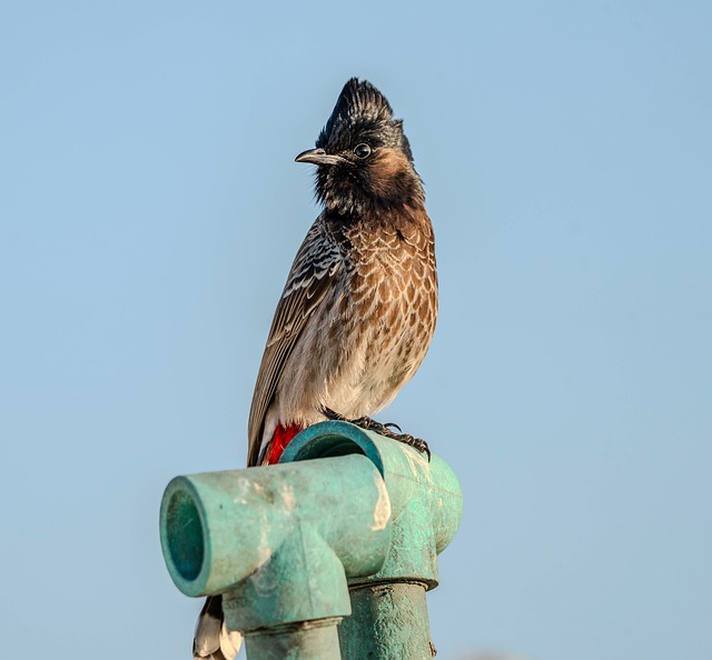 Himalayan Bulbul Bird - Free photo on Pixabay