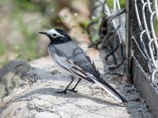 Wagtail Bird - Free photo on Pixabay