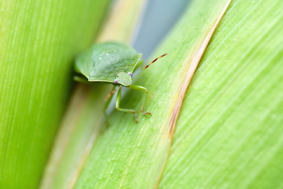 Bug Insect Nature - Free photo on Pixabay