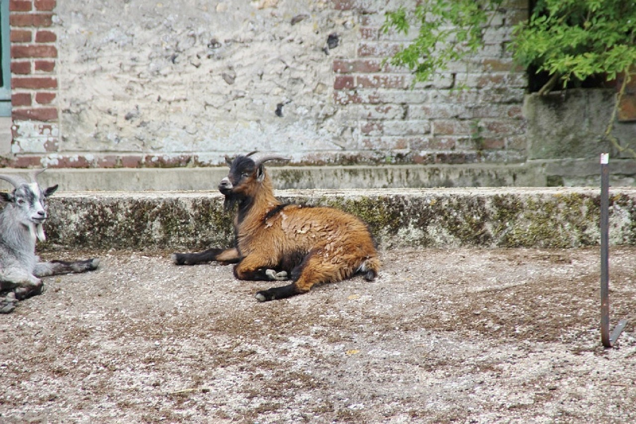 Goat Nature Animal - Free photo on Pixabay